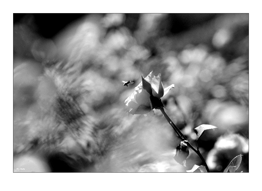 Danke für den Besuch! -mono - Foto & Bild | landschaft, garten ...