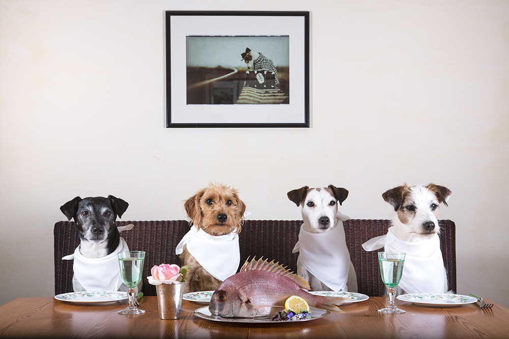 Dankeschön.... Foto & Bild | tiere, tierfreundschaften, hund, katze ...
