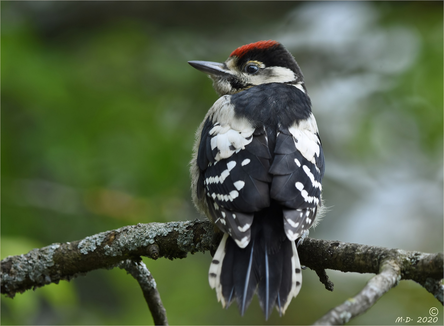 Dann setzte sich der kleine Specht ... Foto & Bild | tiere, wildlife ...