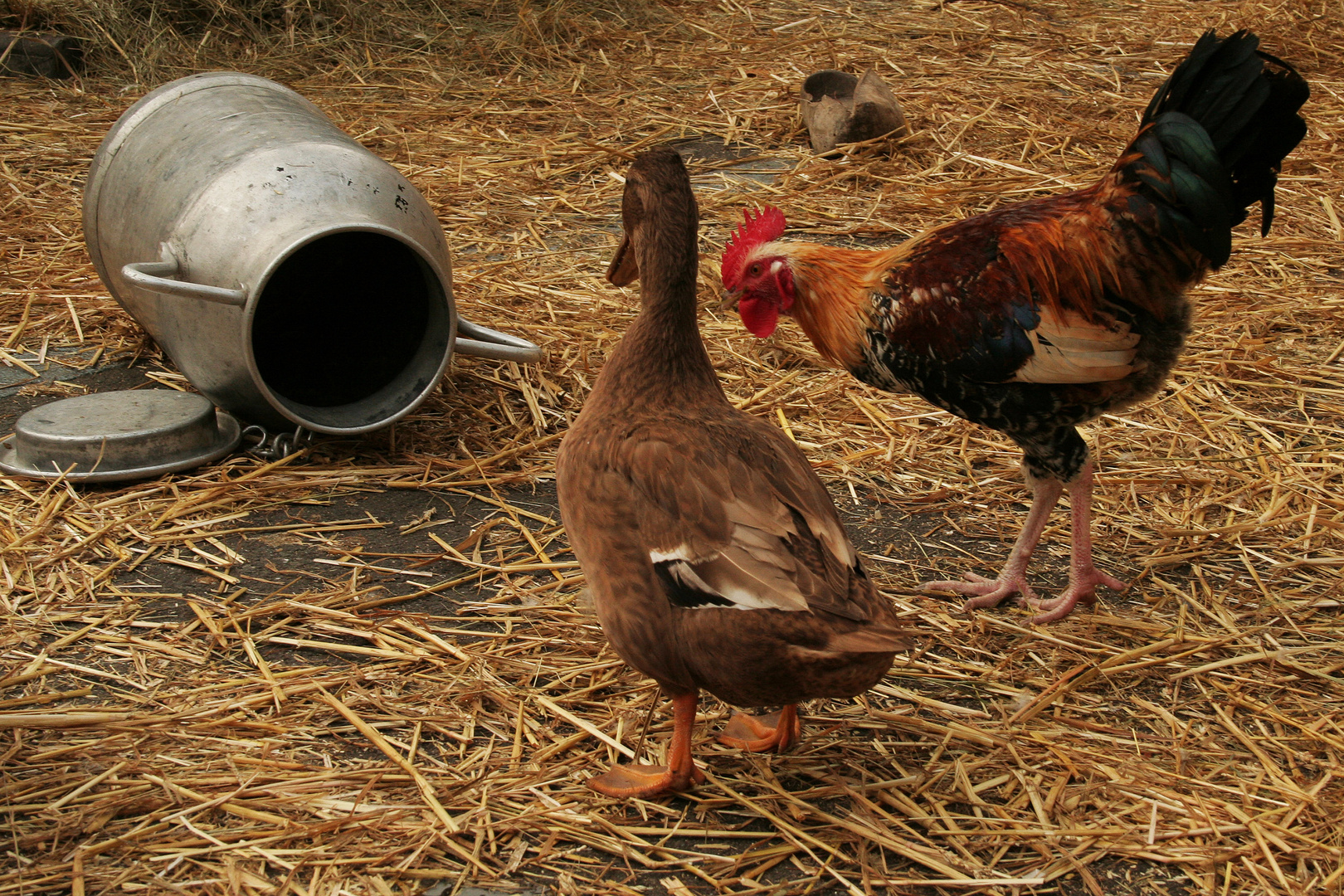 Dans la basse-cour photo et image | animaux, animaux domestiques, basse ...