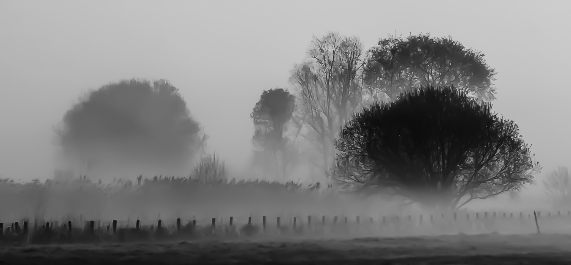 dans la brume photo et image | arbres, nature, campagne Images ...