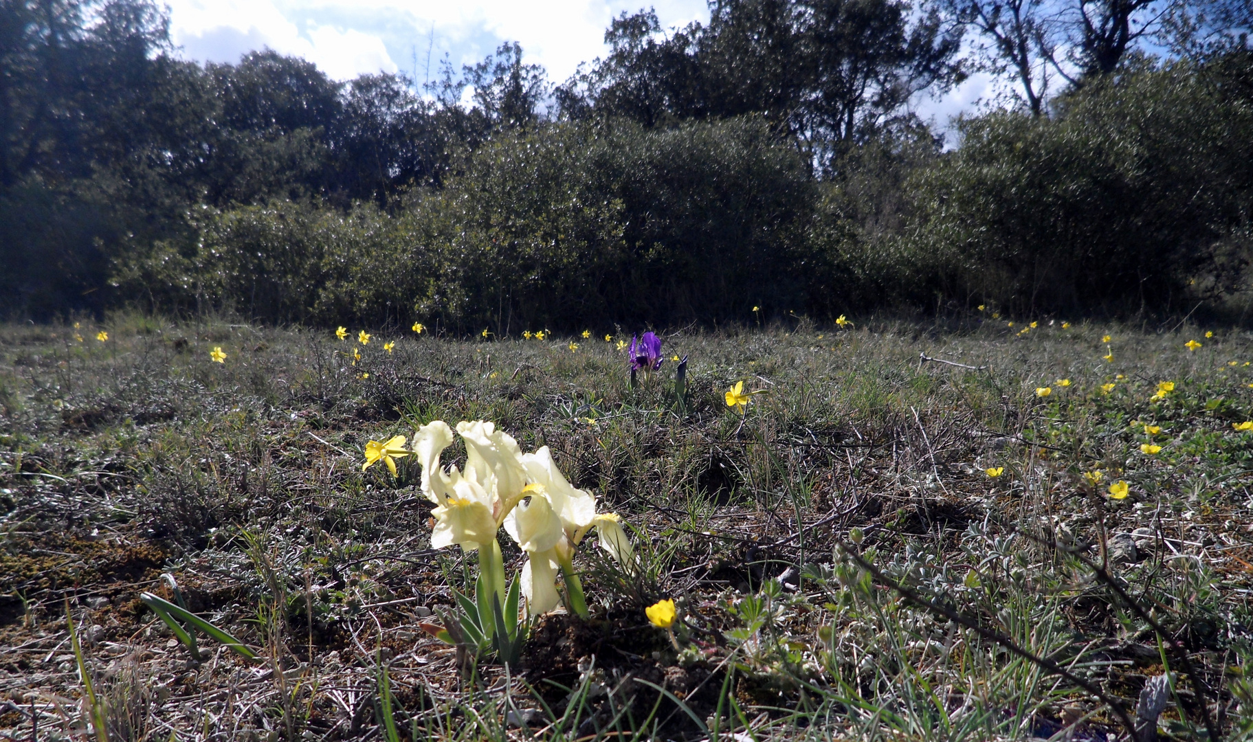 Dans la garrigue, cet après-midi ..... photo et image | paysages ...