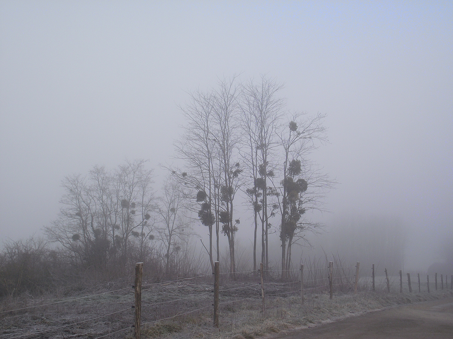 DANS LE BROUILLARD photo et image | france, nature, paysage Images ...