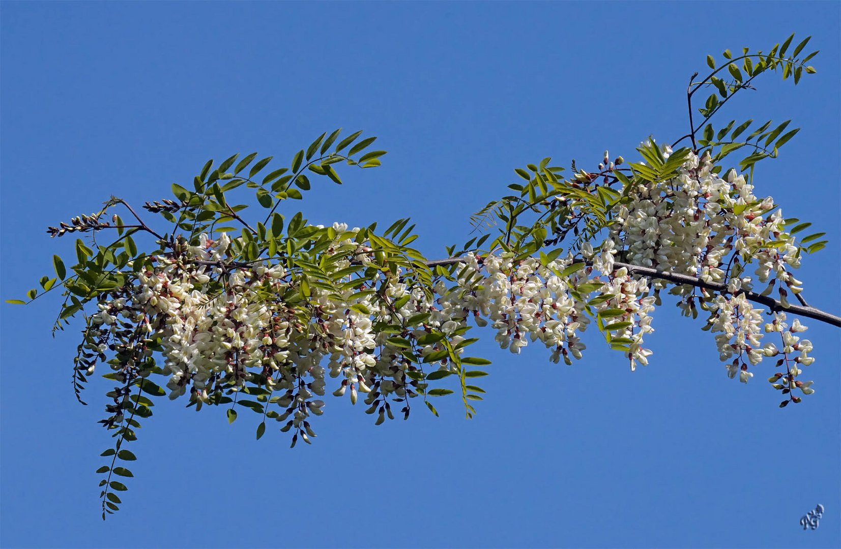 Dans le petit bois ... le Robinier faux acacia photo et image | nature ...