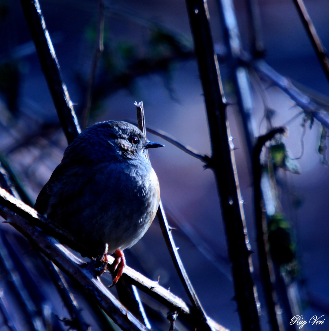 dans les ronces photo et image | animaux, animaux sauvages, oiseaux ...
