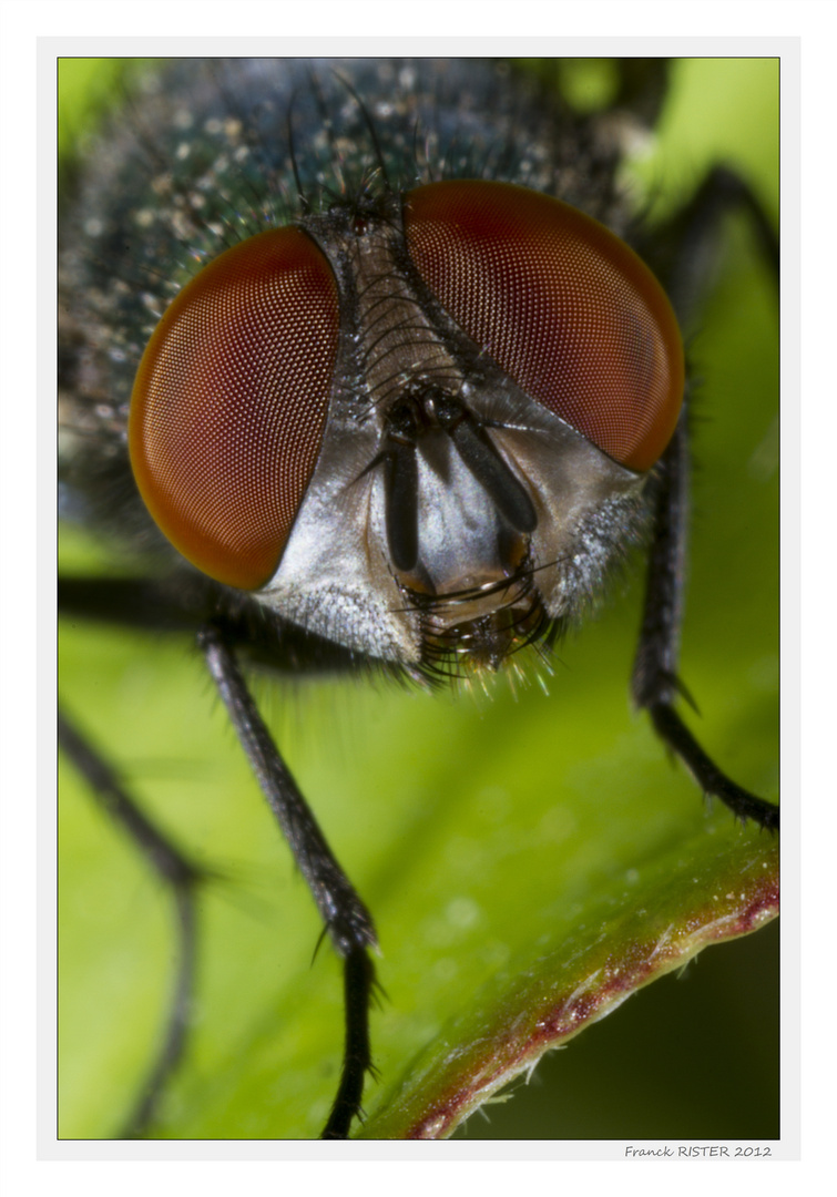 Dans les yeux d'une mouche photo et image | macro nature, macro ...