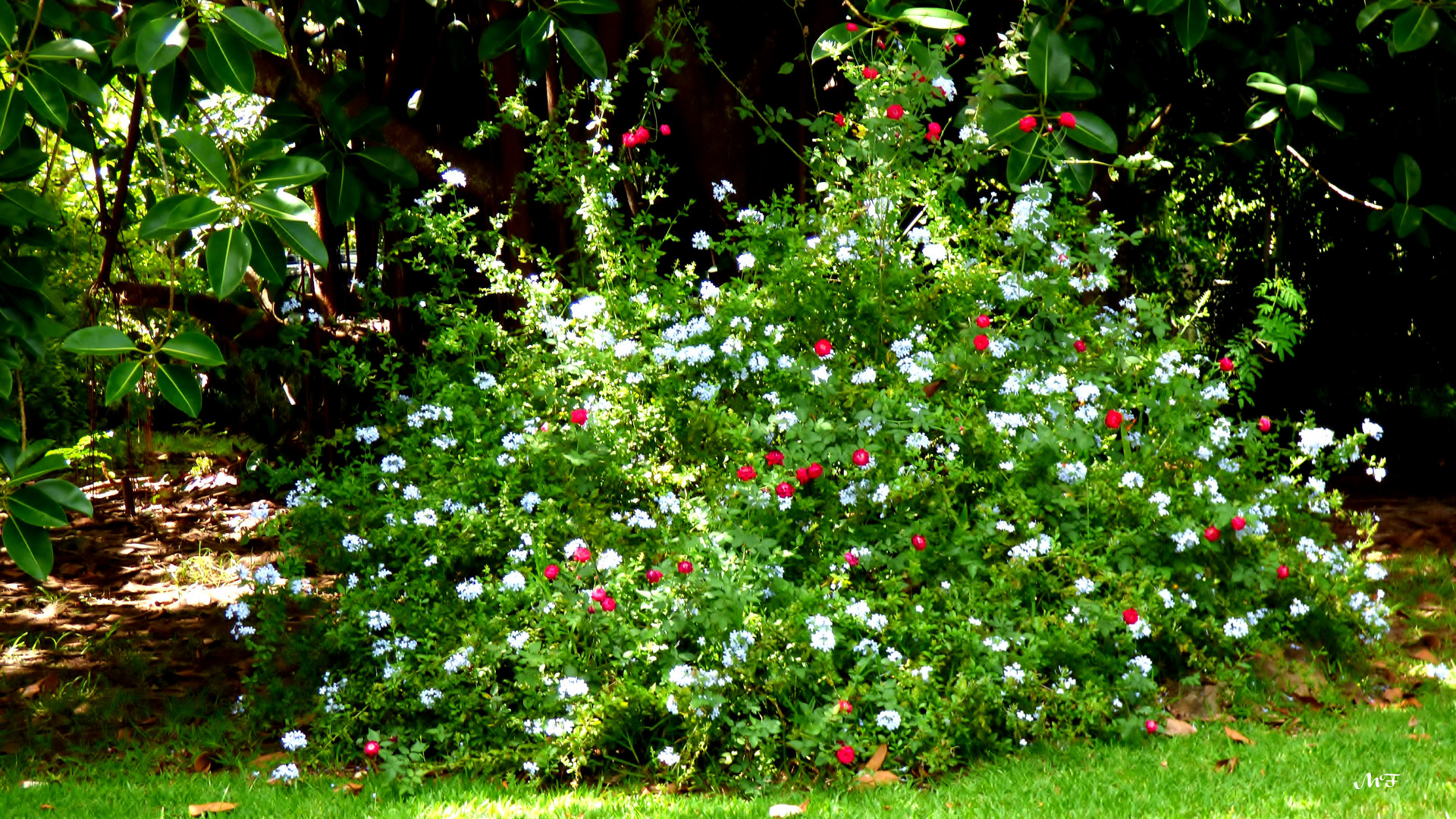 Dans mon jardin photo et image | australia & oceania, oceania, les ...