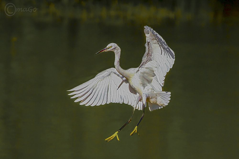 Danza de garza Imagen & Foto | animales, aves, spain Fotos de fotocommunity