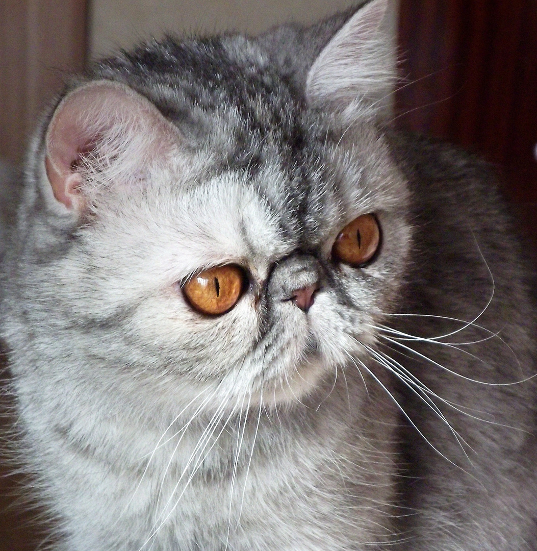 Dara Foto & Bild | animals, nature Bilder auf fotocommunity