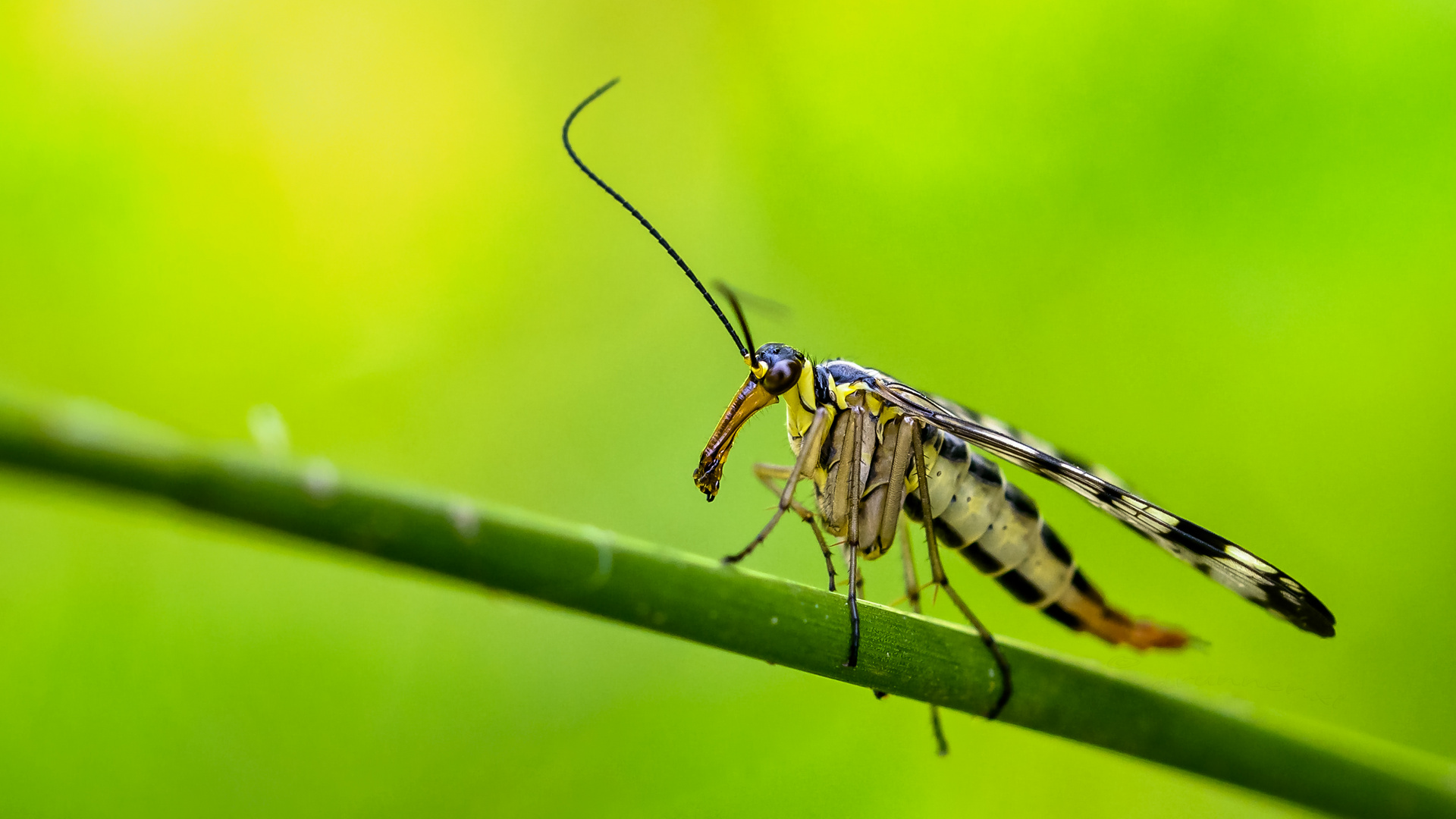 darf ich vorstellen: das Insekt des Jahres 2018 Foto & Bild | makro ...