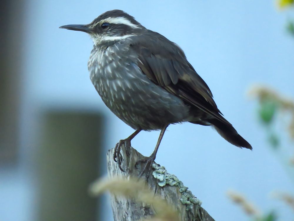 Dark-bellied Cinclodes ( Cinclodes patagonicus ) Foto & Bild | tiere, wildlife, wild lebende ...