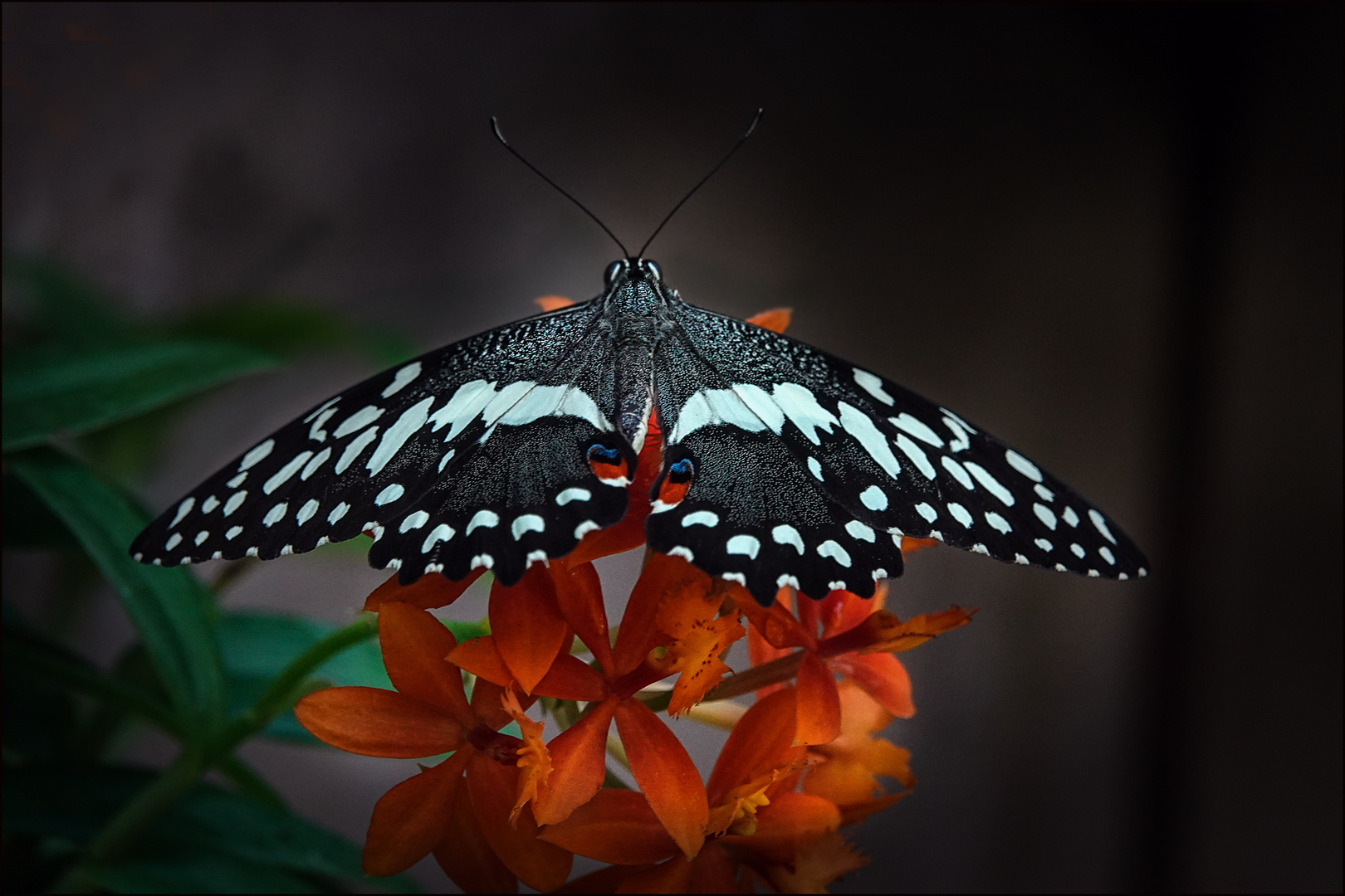 . dark butterfly . Foto & Bild | natur, wildlife, natur fine art Bilder ...