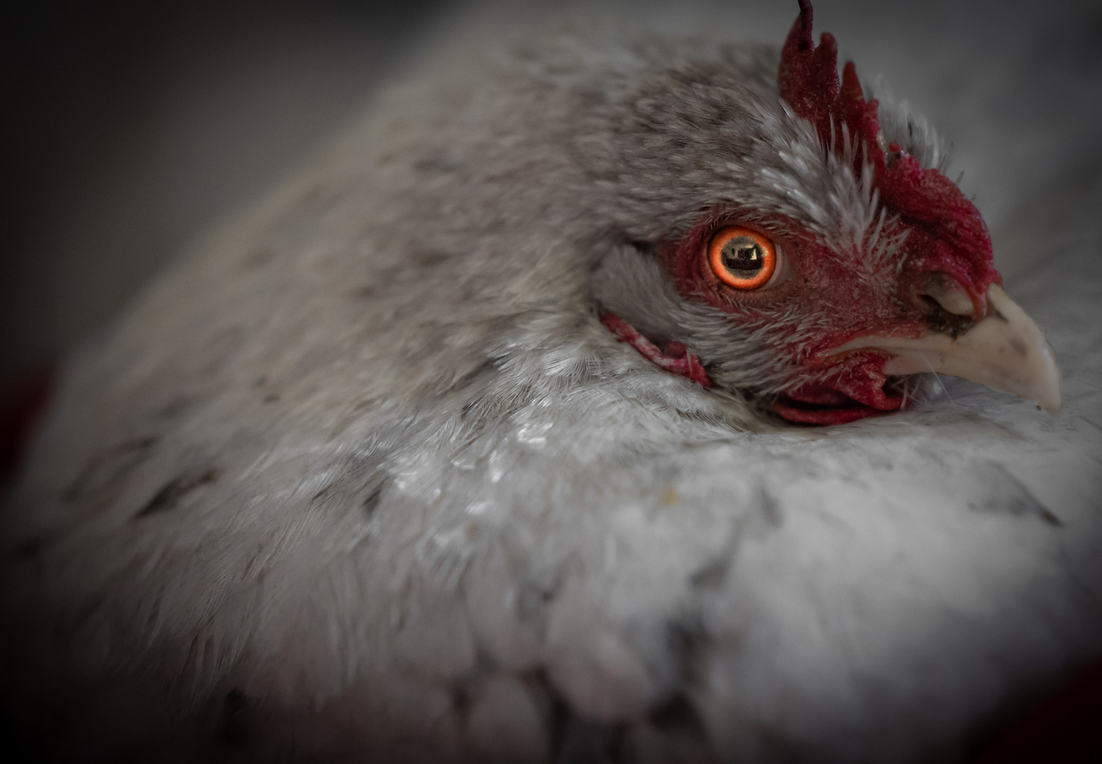 Dark Chicken Foto & Bild | tiere, haustiere, nutztiere Bilder auf ...