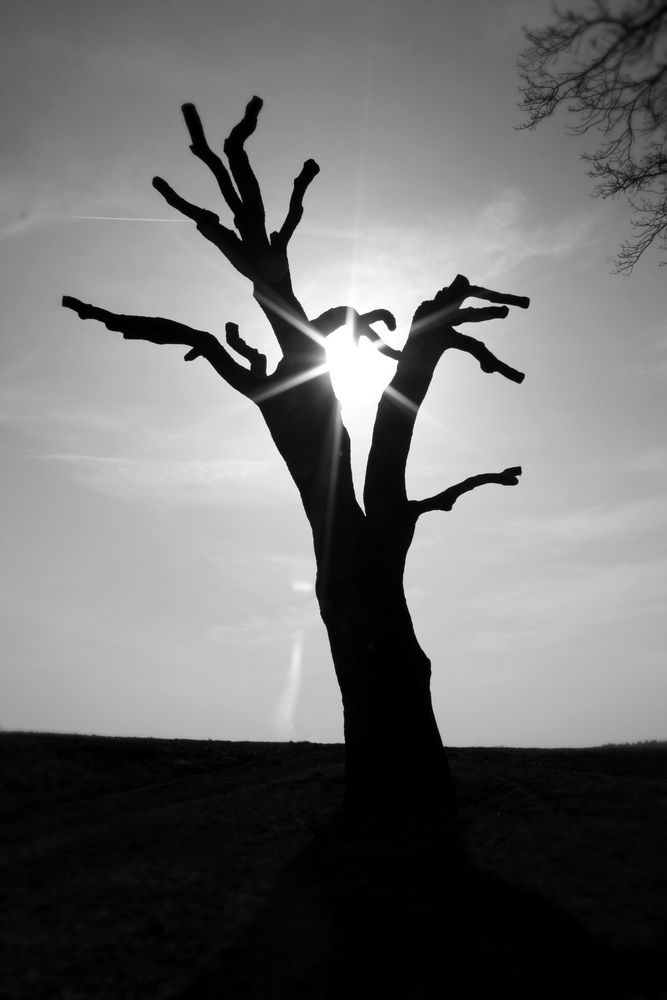 Dark Tree Foto Bild Pflanzen Pilze Flechten B ume Einzelb ume dark-tree-foto-bild-pflanzen-pilze-flechten-b-ume-einzelb-ume
