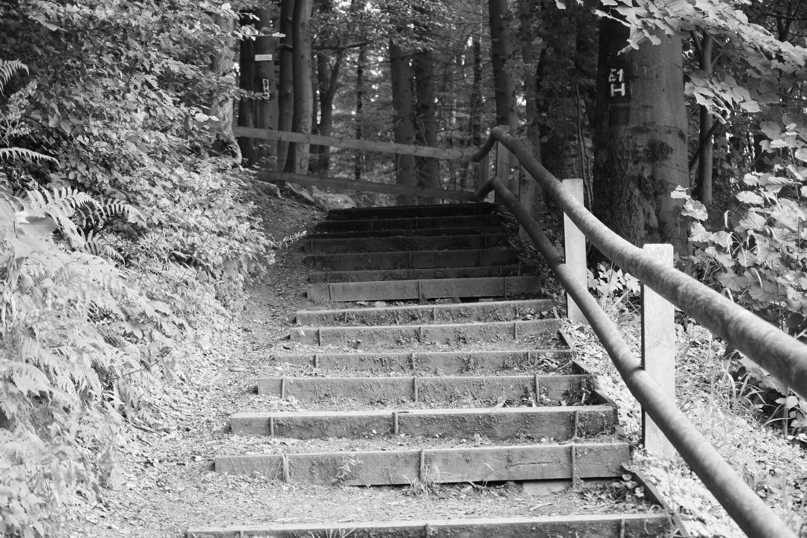 Dark Way Foto & Bild | landschaft, wald, natur Bilder auf fotocommunity