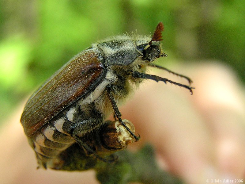 Darmstädter Maikäfer (Weibchen) Foto & Bild | tiere, wildlife, insekten ...