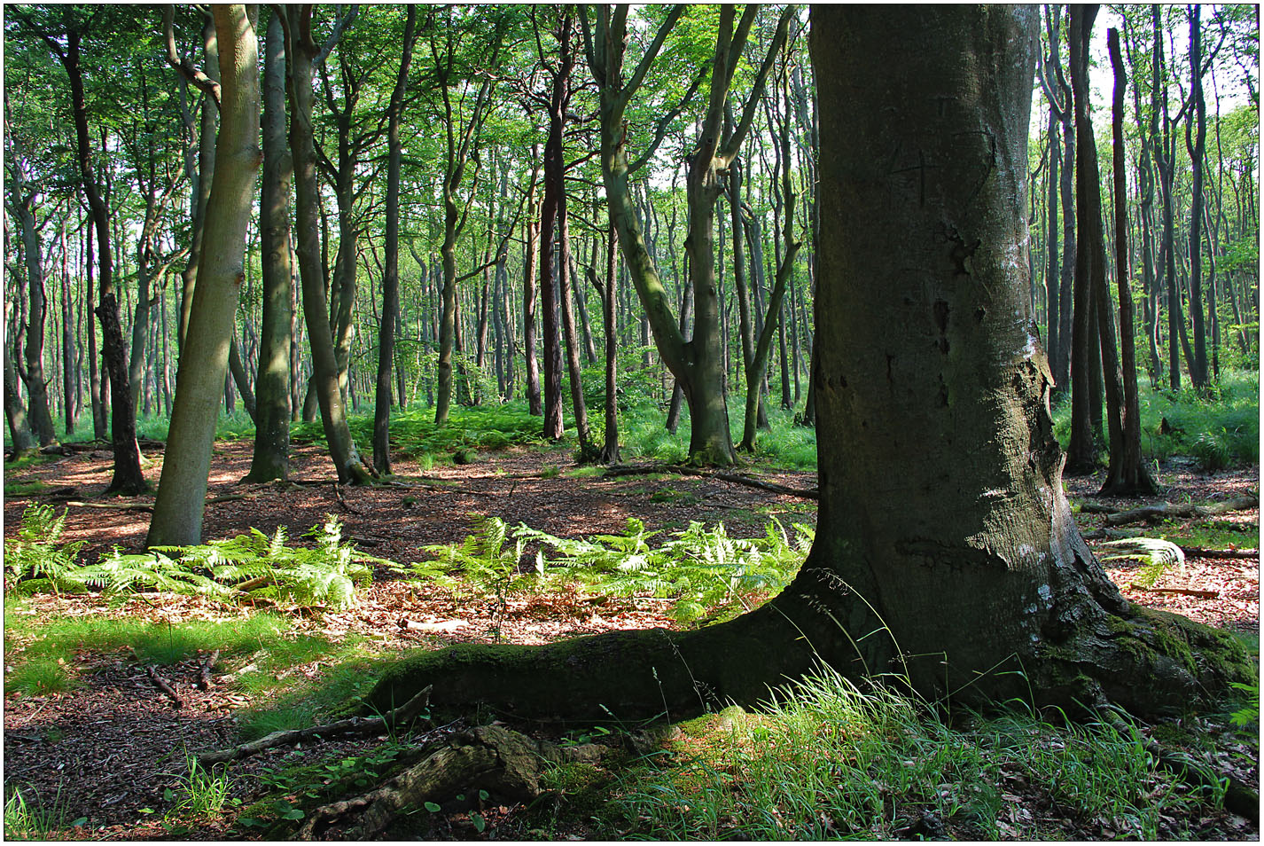 Darßer Urwald (11) Foto & Bild | landschaft, wald, natur Bilder auf ...
