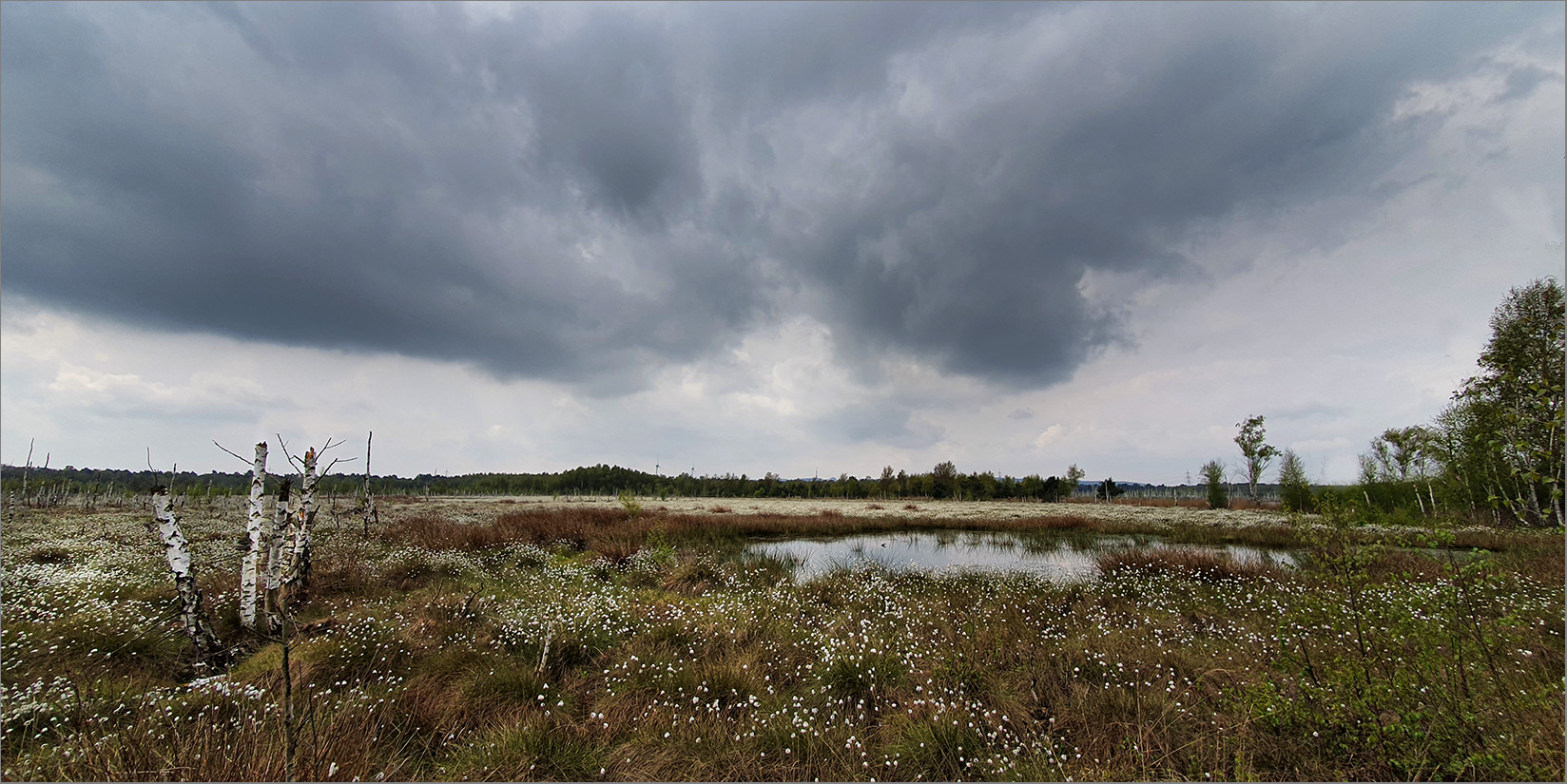 Darum ist es im Moor so schön . . . Foto & Bild | pflanzen, pilze ...