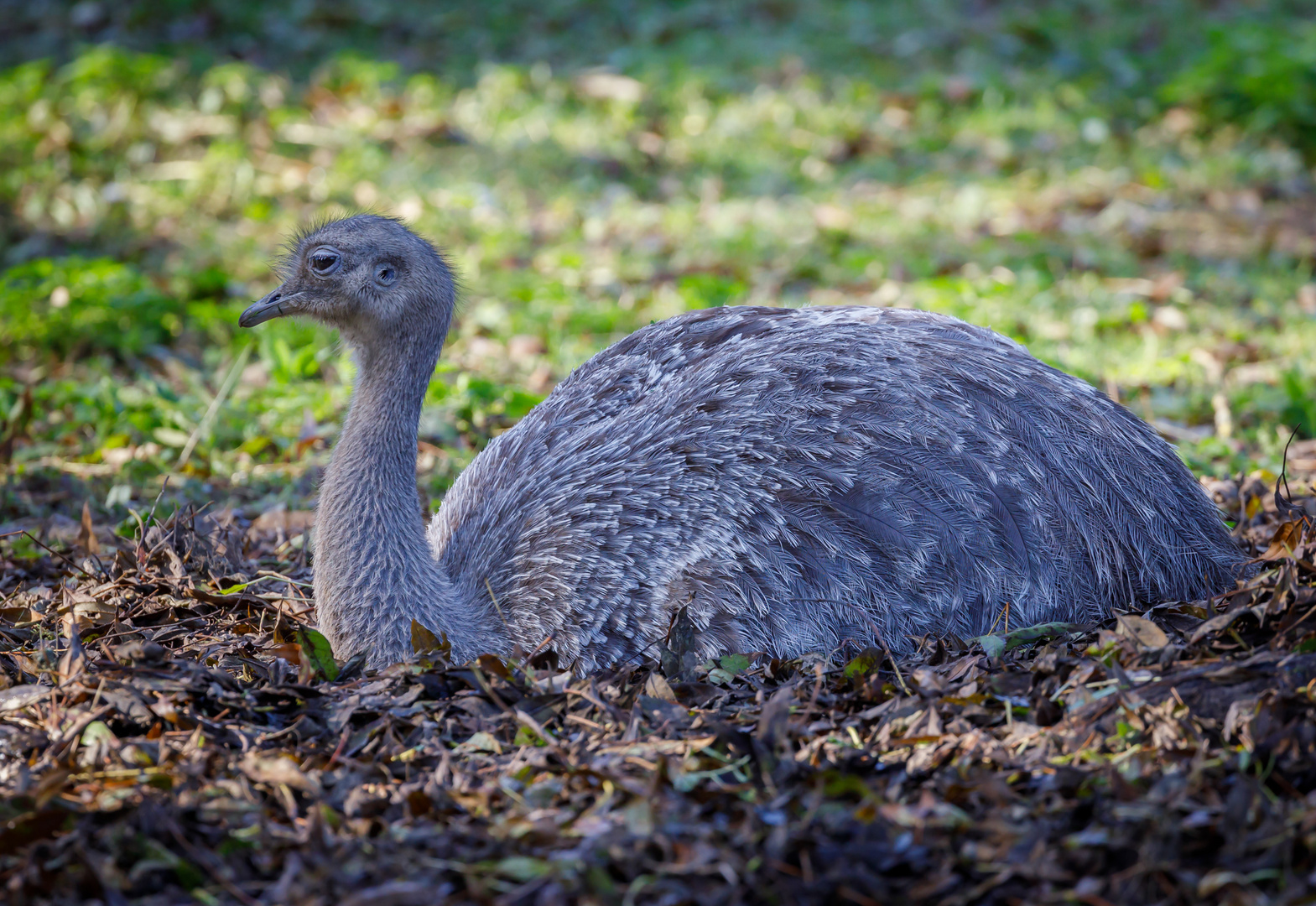 Darwin-Nandu Foto & Bild | tiere, zoo, wildpark & falknerei, vögel ...