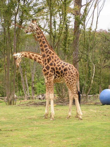 Das Achte Weltwunder Eine Giraffe Mit Zwei Köpfen Foto And Bild Tiere