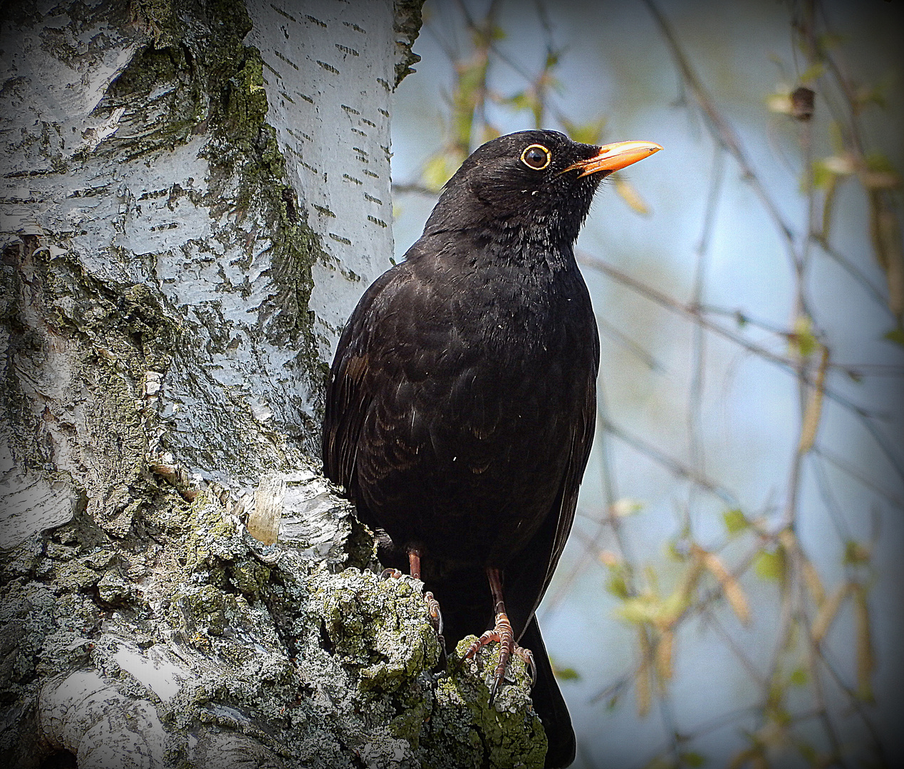 Das Amsel- Männchen ... Foto & Bild | tiere, wildlife, wild lebende ...