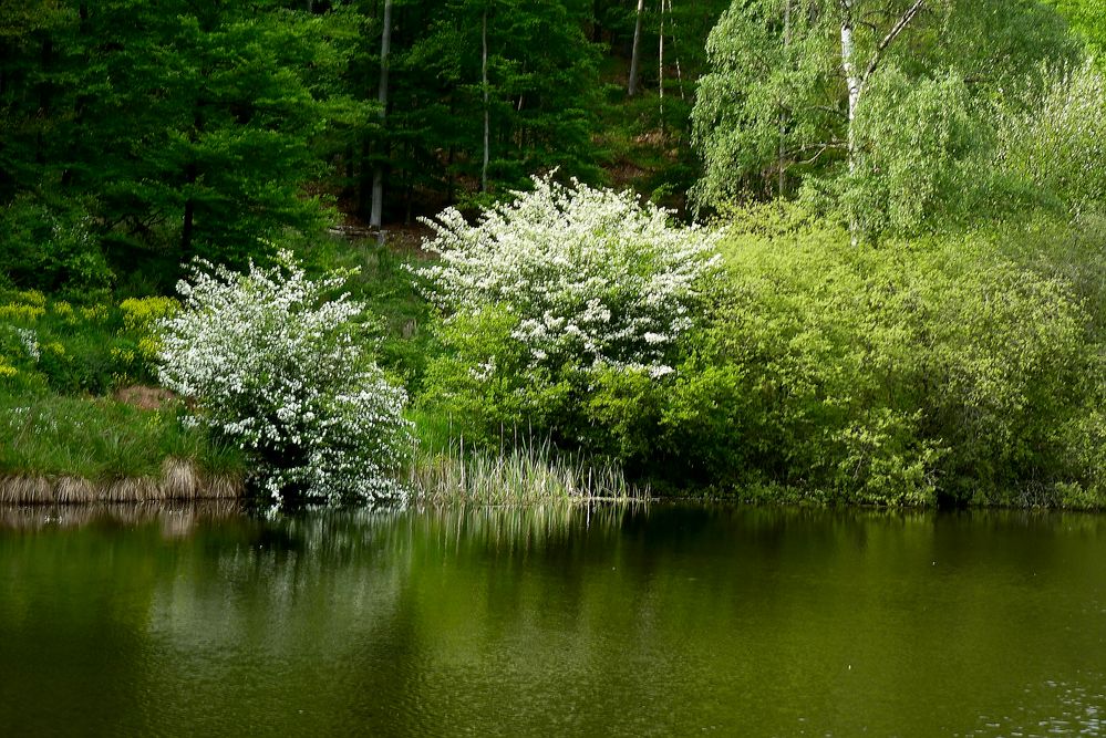 Das andere Ufer ran geholt Foto & Bild | landschaft, bach, fluss & see ...