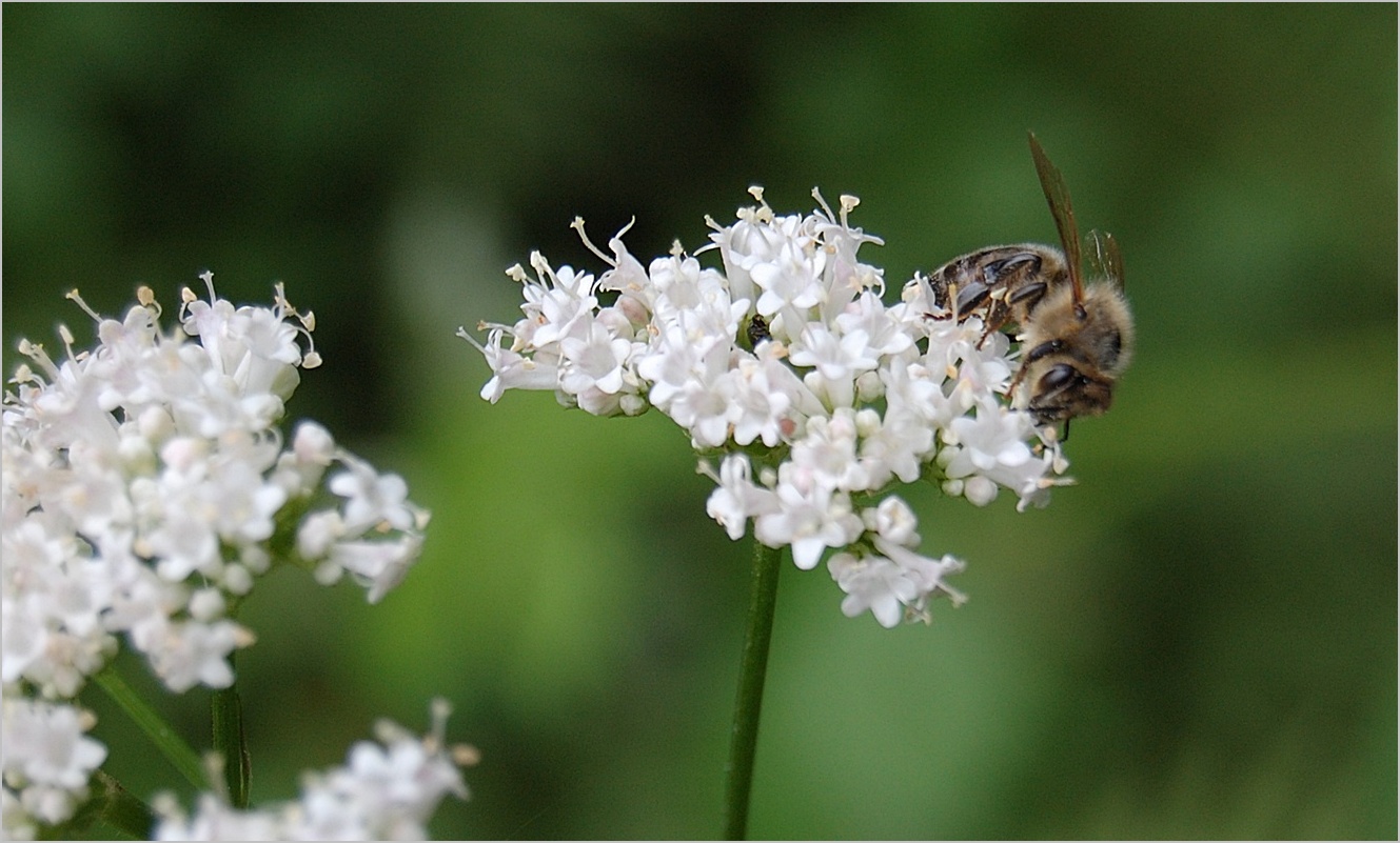 das Bienchen auf dem Baldrian Foto & Bild | natur, pflanzen, blüten ...