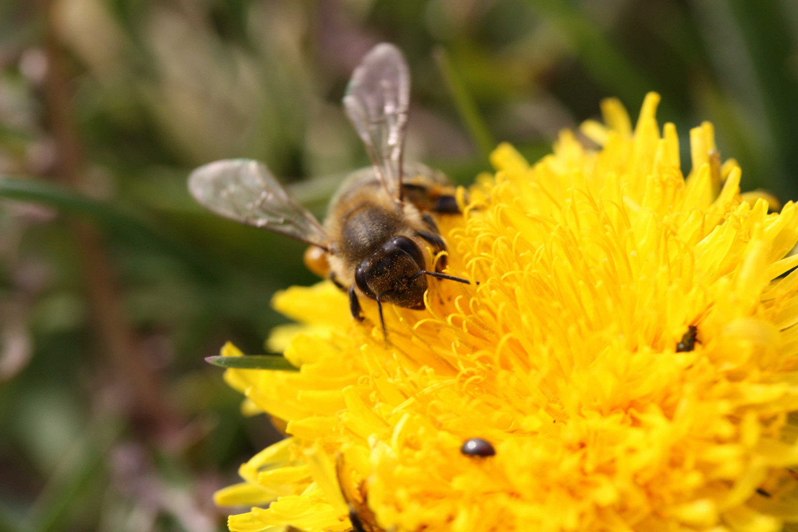 Das Bienchen auf dem Löwenzahn Foto & Bild | tiere, wildlife, insekten ...