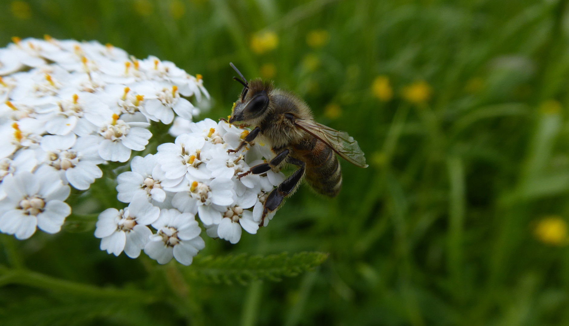 Das Bienchen auf der Schafgarbe Foto & Bild | fotos, makro, natur ...