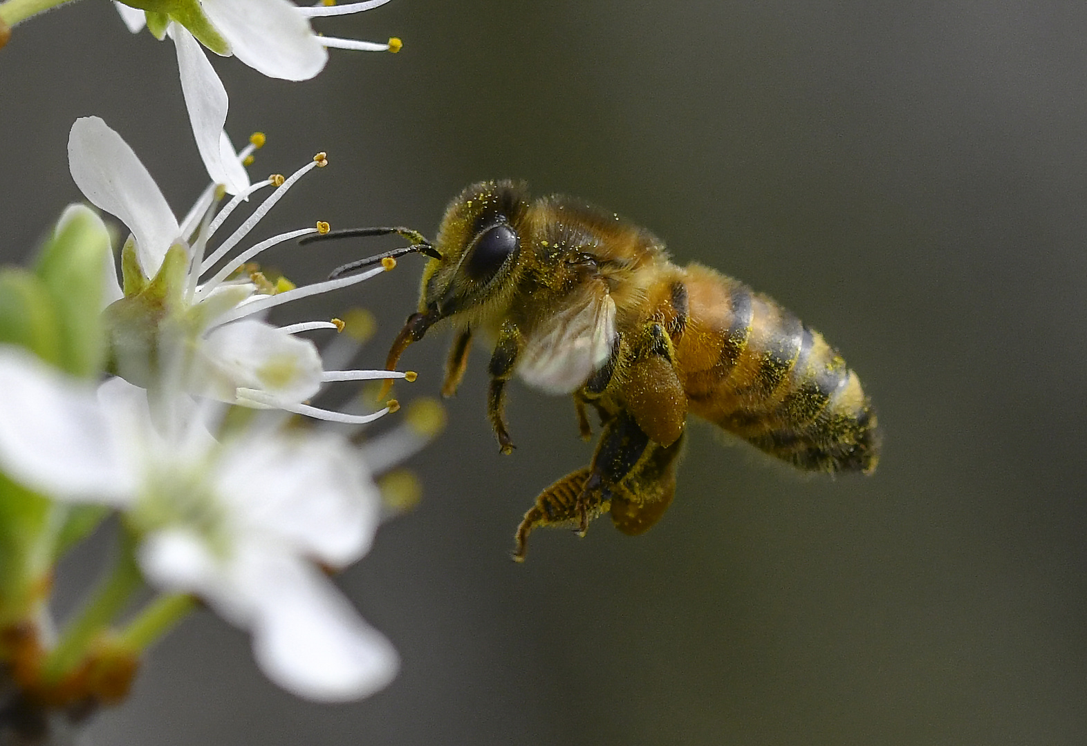 Das Bienchen summt herum... Foto & Bild | tiere, wildlife, insekten ...