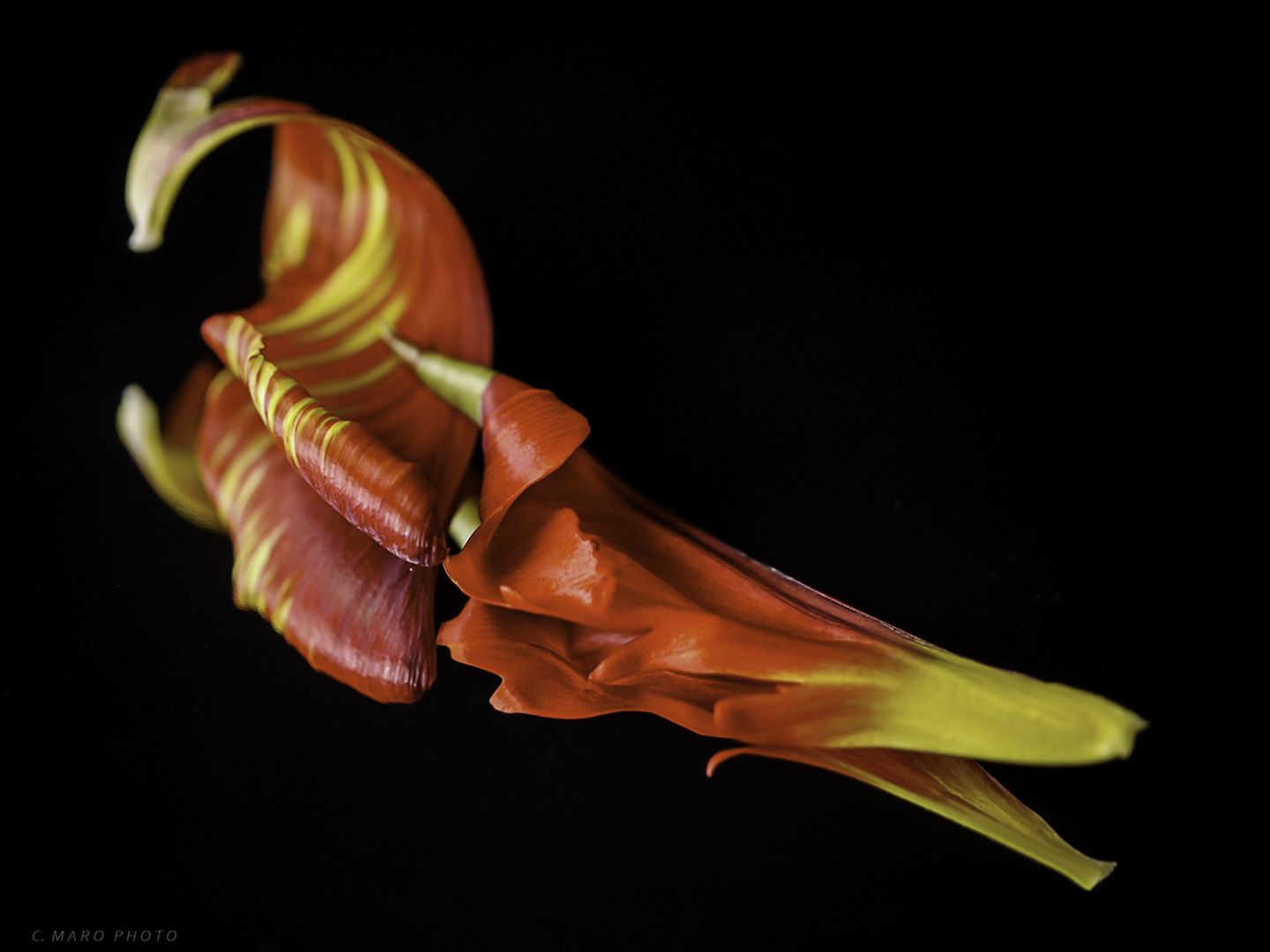 das Blatt ... Foto & Bild | pflanzen, pilze & flechten, blüten ...