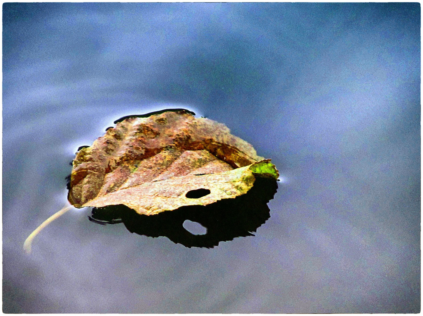 das Blatt Foto & Bild | spezial, projekt, thementag Bilder auf ...