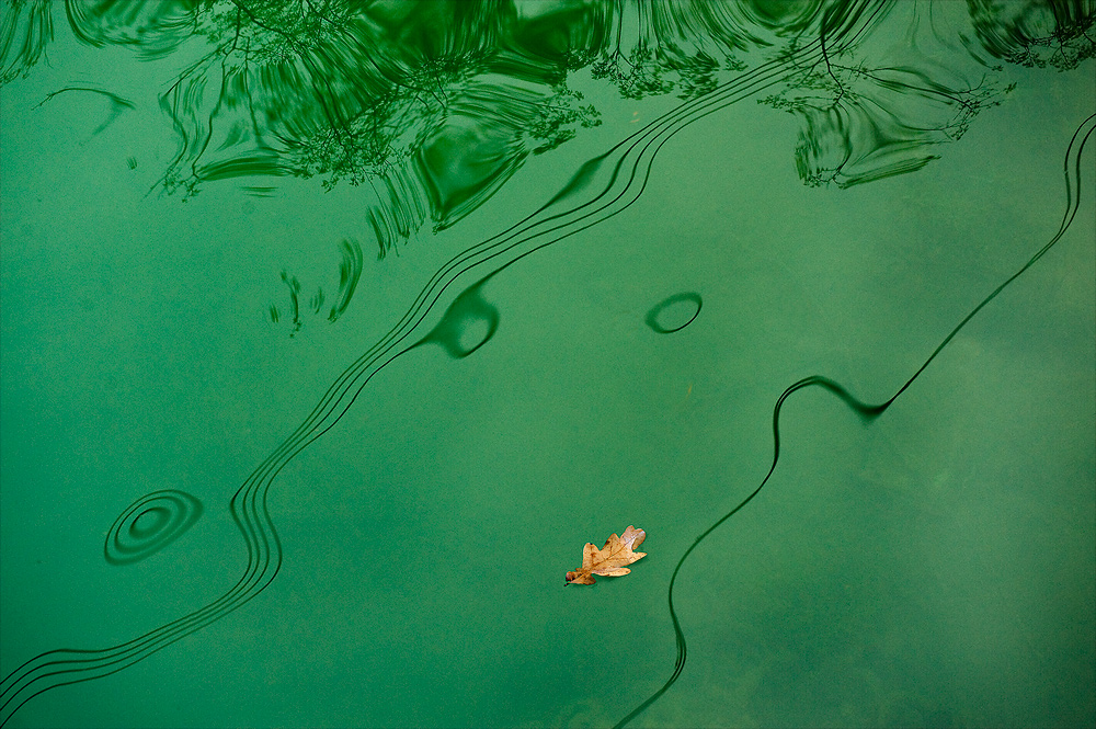 Das Blatt Foto & Bild | landschaft, bach, fluss & see, sonstiges Bilder ...