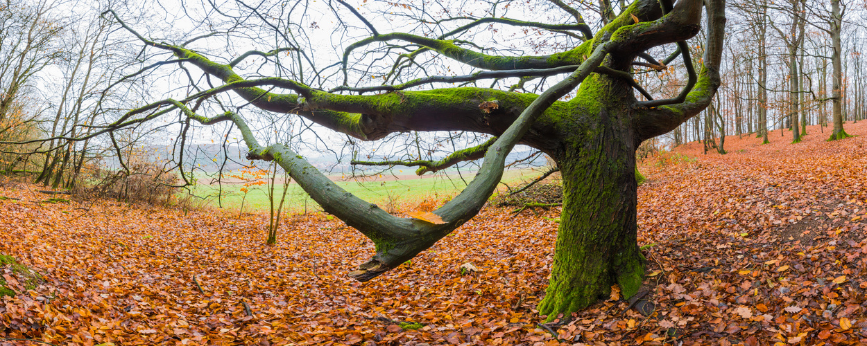 Das Blatt Foto & Bild | pflanzen, pilze & flechten, bäume, jahreszeiten ...