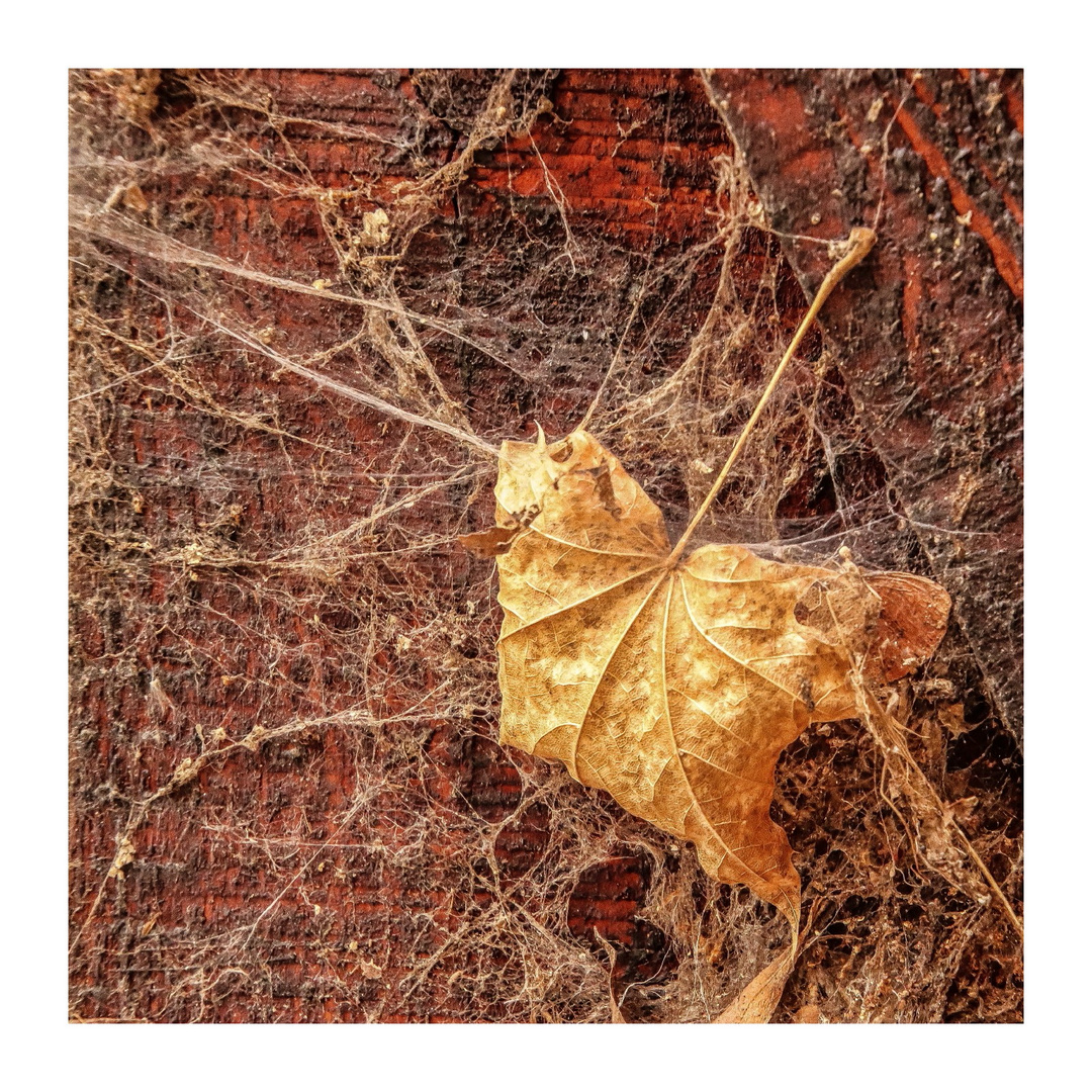 Das Blatt Foto & Bild | marode, licht, natur Bilder auf fotocommunity