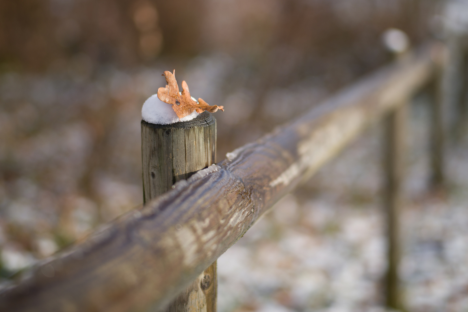 Das Blatt Foto & Bild | leica m11, fotos, natur Bilder auf fotocommunity