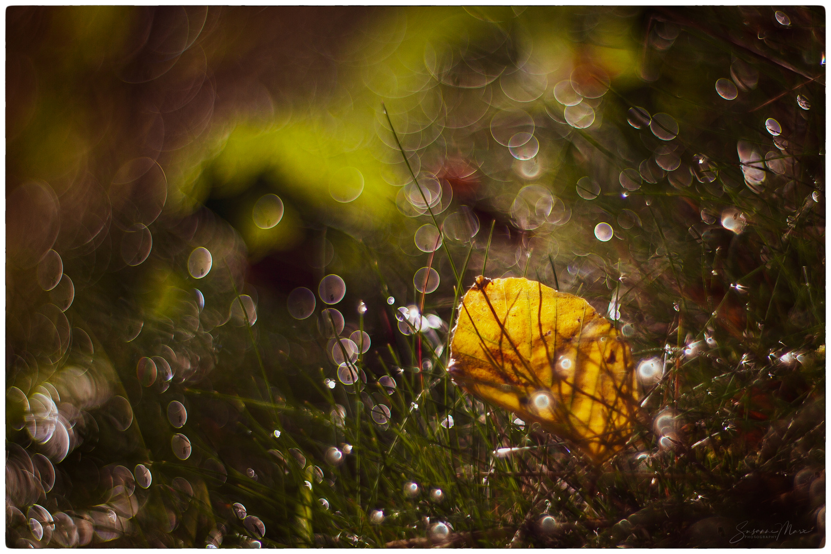 das Blatt Foto & Bild | jahreszeiten, herbst, natur-kreativ Bilder auf ...