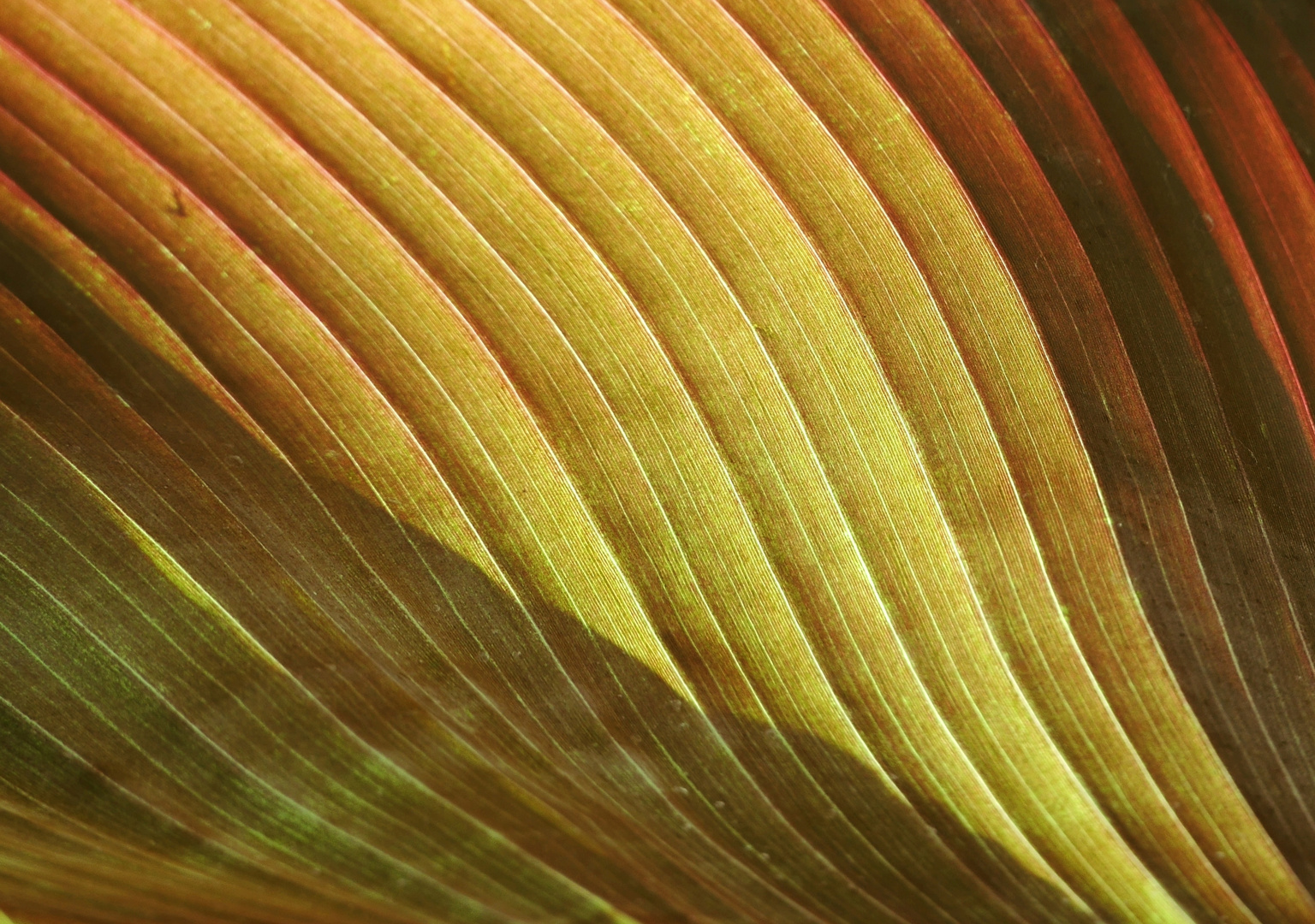 das Blatt Foto & Bild | abstraktes, pflanzen, pilze & flechten, bäume ...