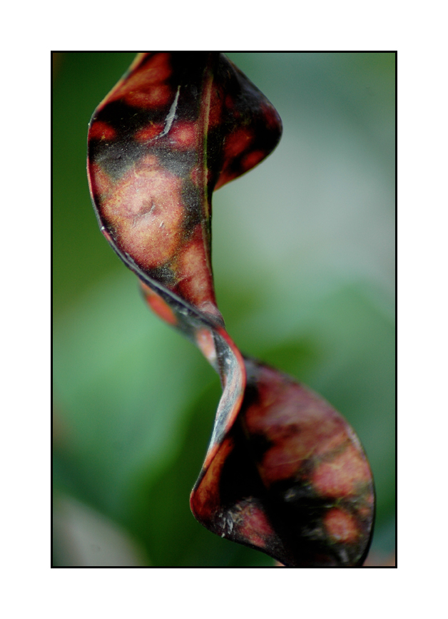 Das Blatt Foto & Bild | abstraktes, formen, alles andere Bilder auf ...