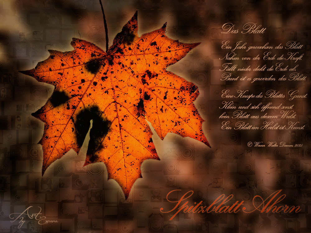 Das Blatt Foto & Bild | spezial, natur, herbst Bilder auf fotocommunity