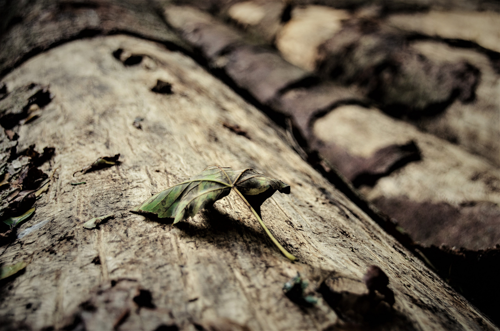 Das Blatt Foto & Bild | wald, natur, holz Bilder auf fotocommunity