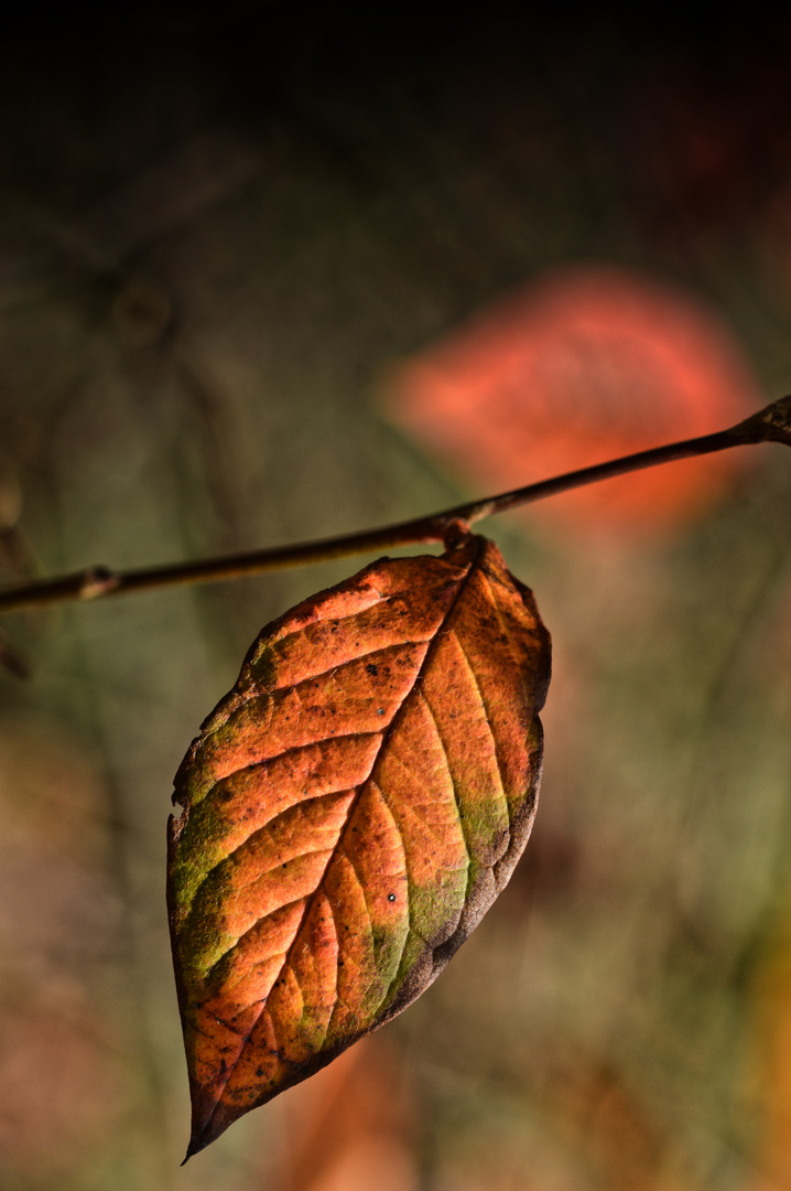 Das Blatt Foto & Bild | natur Bilder auf fotocommunity