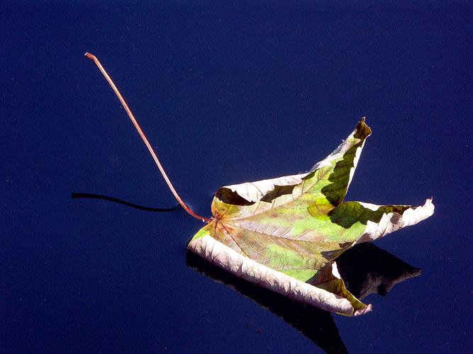 Das Blatt Foto & Bild | pflanzen, pilze & flechten, natur Bilder auf ...