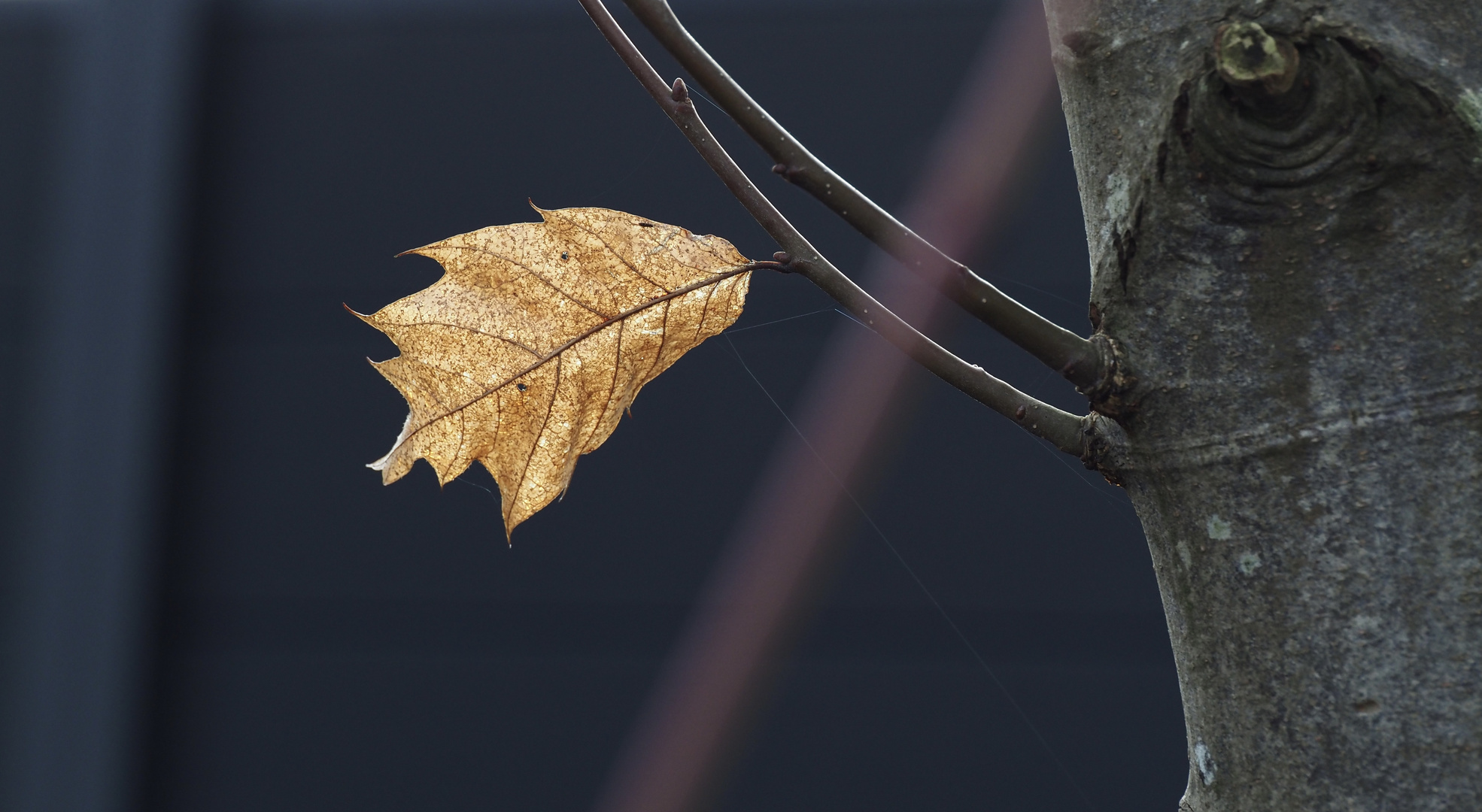 ~ das Blatt ~ Foto & Bild | pflanzen, pilze & flechten, bäume, blatt ...