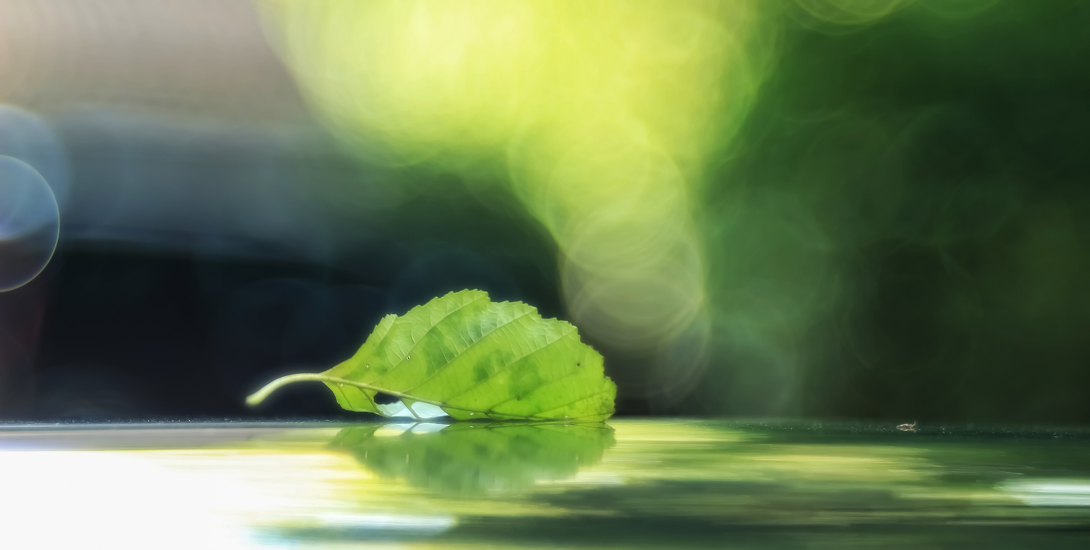 Das Blatt Foto & Bild | spezial, licht, natur Bilder auf fotocommunity