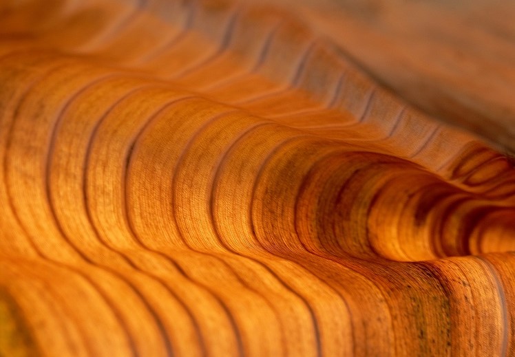 das Blatt Foto & Bild | makro, natur, abstrakt Bilder auf fotocommunity