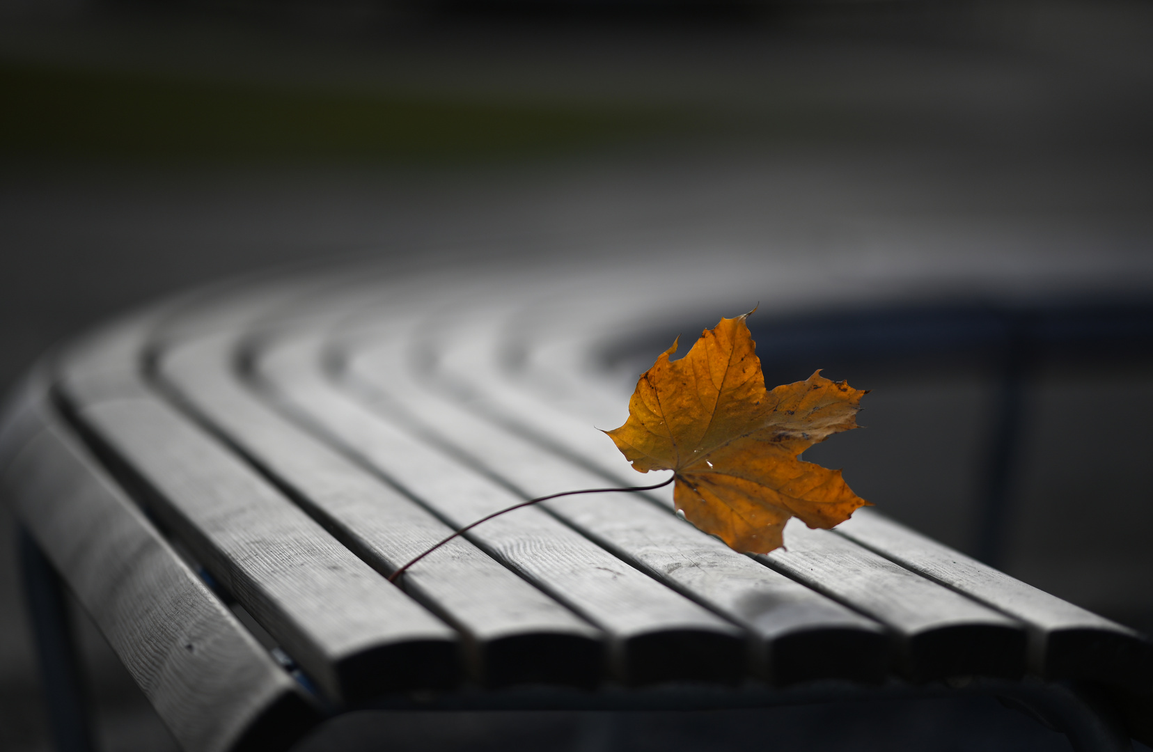 Das Blatt Foto & Bild | makros, fotos, natur Bilder auf fotocommunity