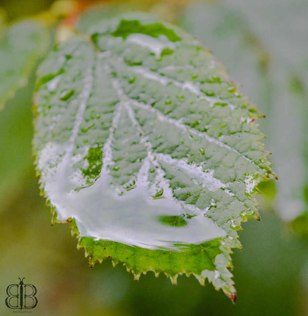 das Blatt Foto & Bild | landschaft, wald, wasser Bilder auf fotocommunity