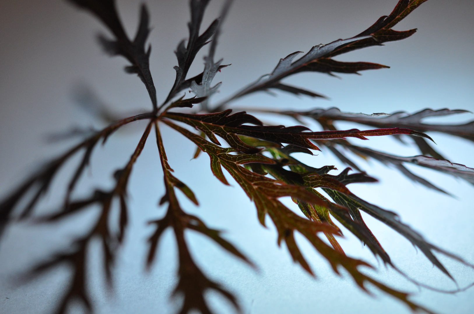 das Blatt Foto & Bild | nah- & makro, pflanzen, pilze & flechten, bäume ...