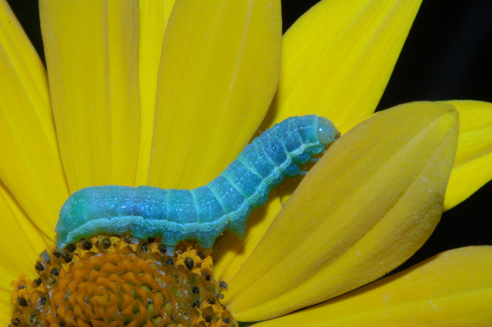Das blaue Wunder Foto & Bild | tiere, wildlife, insekten Bilder auf ... Das blaue Wunder Foto & Bild | tiere, wildlife, insekten Bilder auf ...